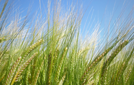 Spring Barley | Agrii